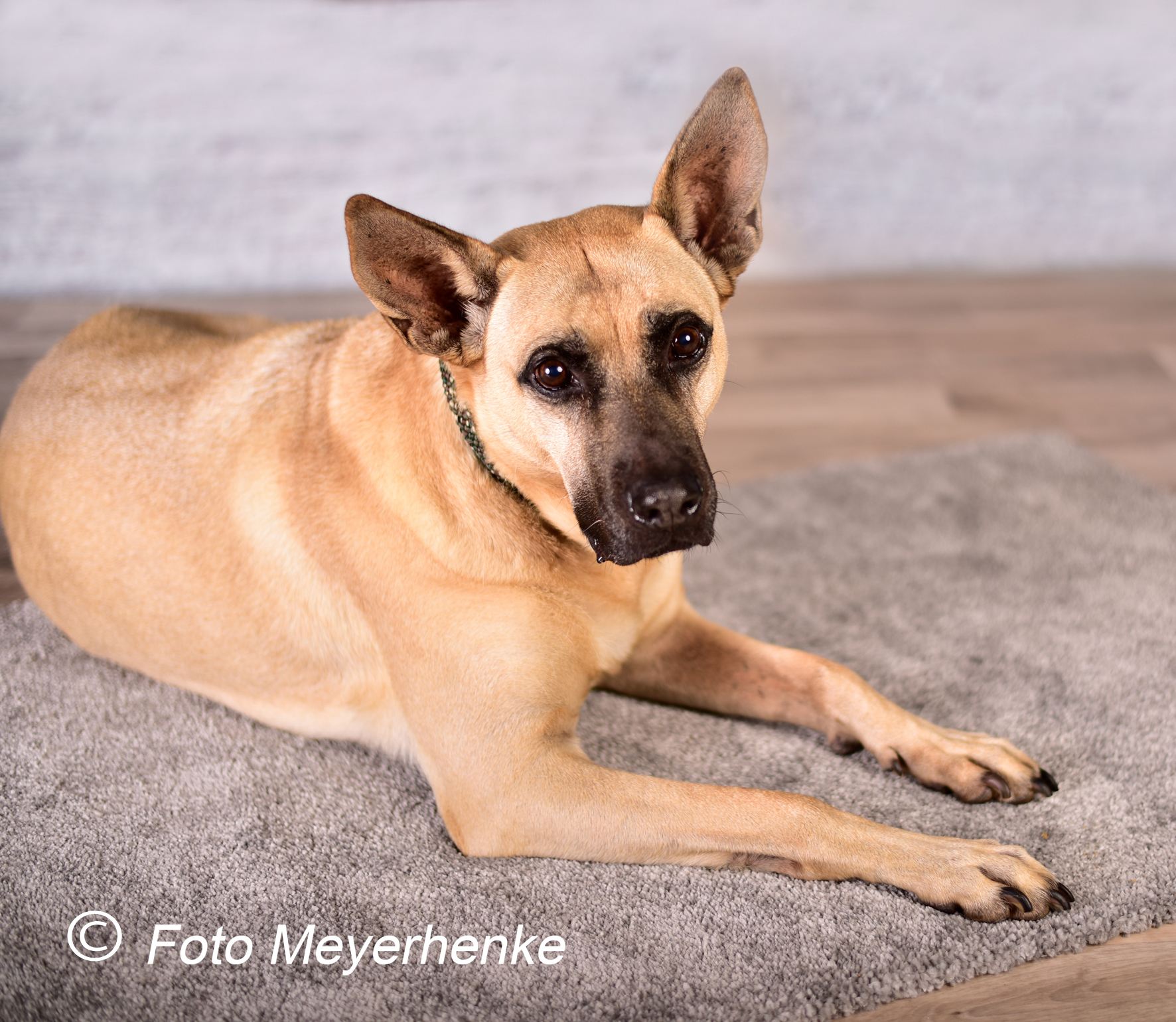 Tier – Portraits-Rahmen-Passepartouts